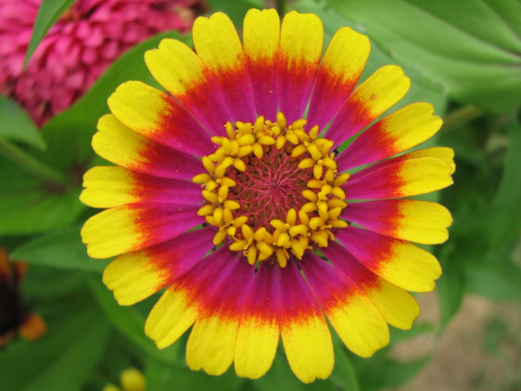 70 Flower Names For Boys That Will Trigger Your Excitement Suggesname