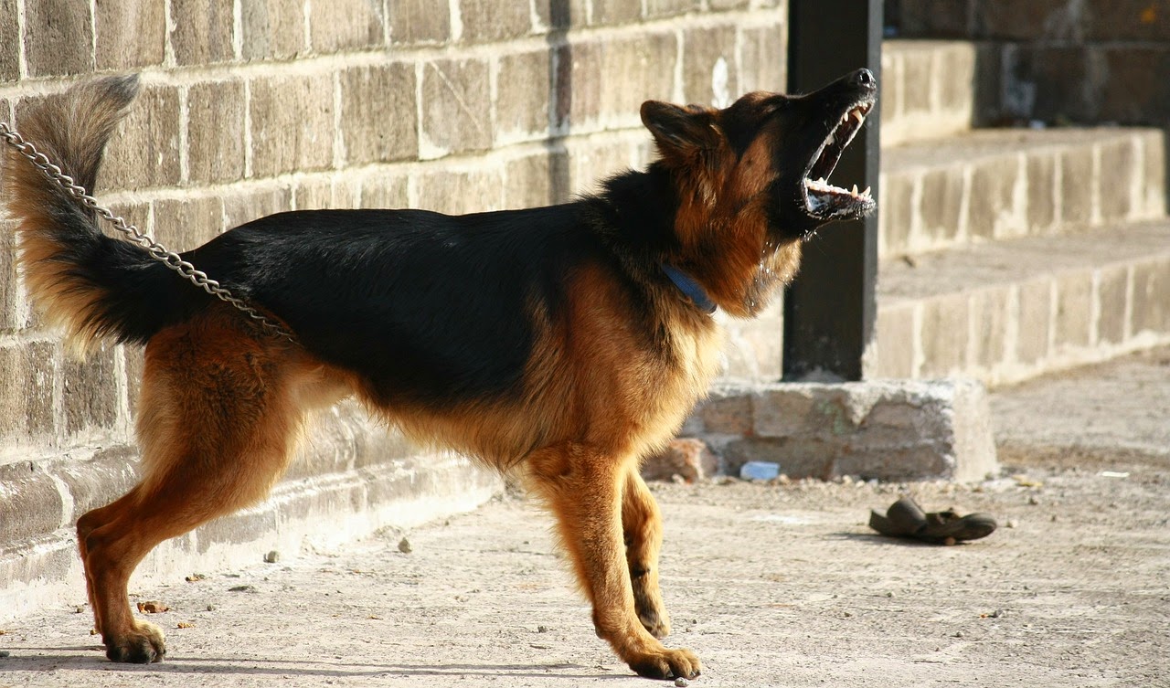 91 Unisex Dog Names For Your Lovely Pet - suggesname.com