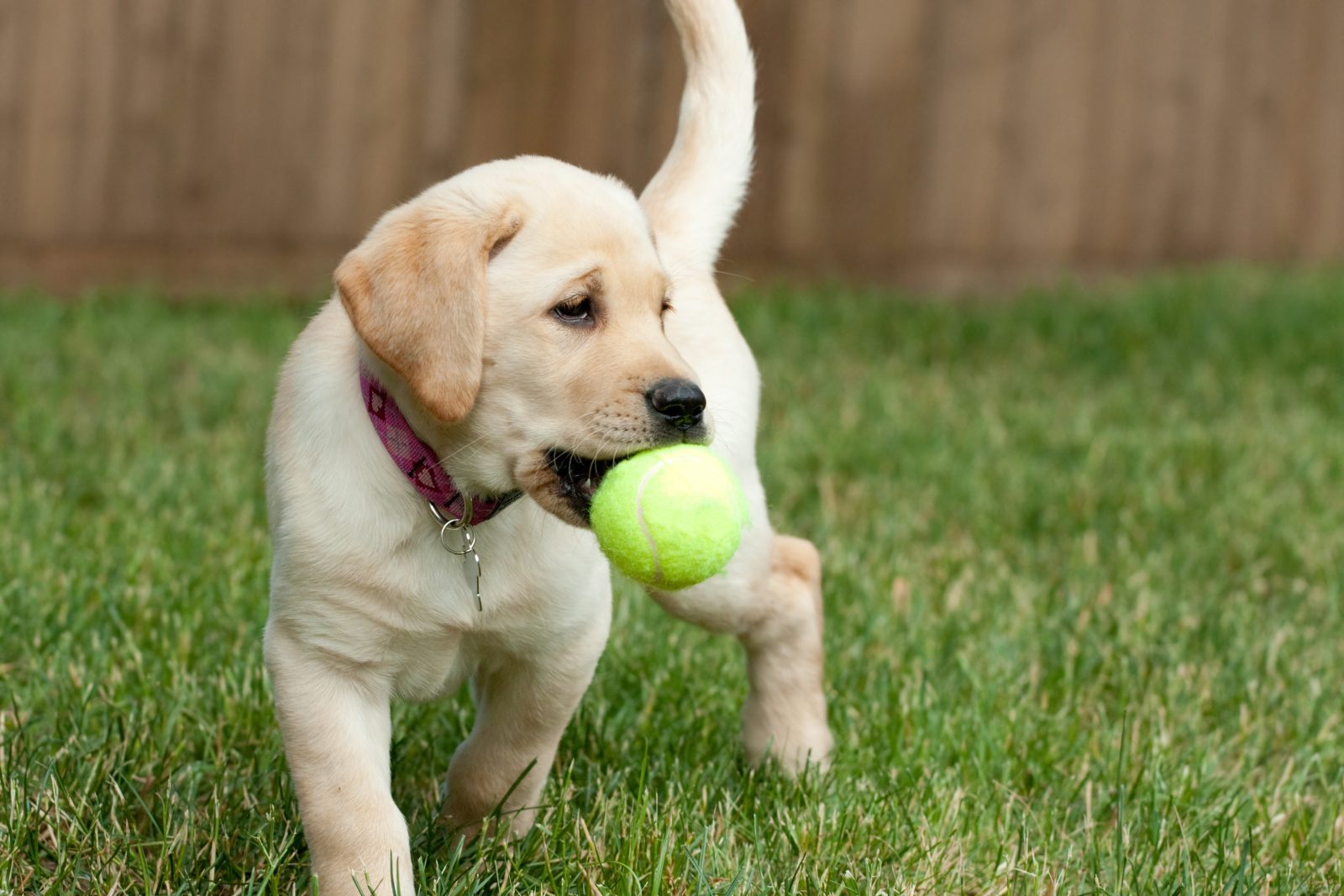 91 Unisex Dog Names For Your Lovely Pet - suggesname.com
