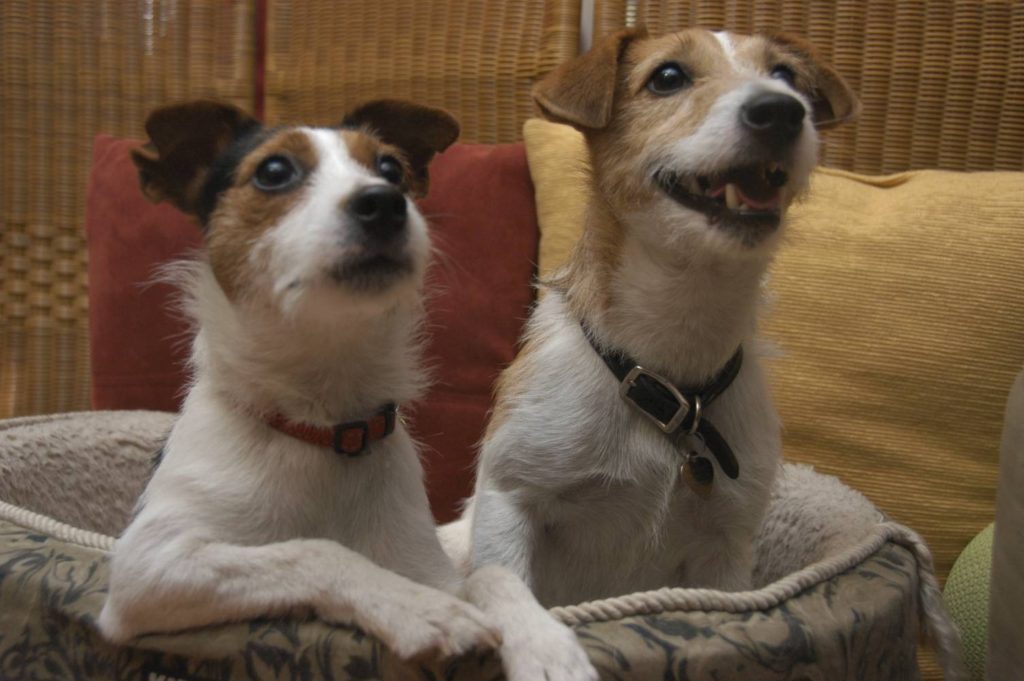 91 Unisex Dog Names For Your Lovely Pet - suggesname.com
